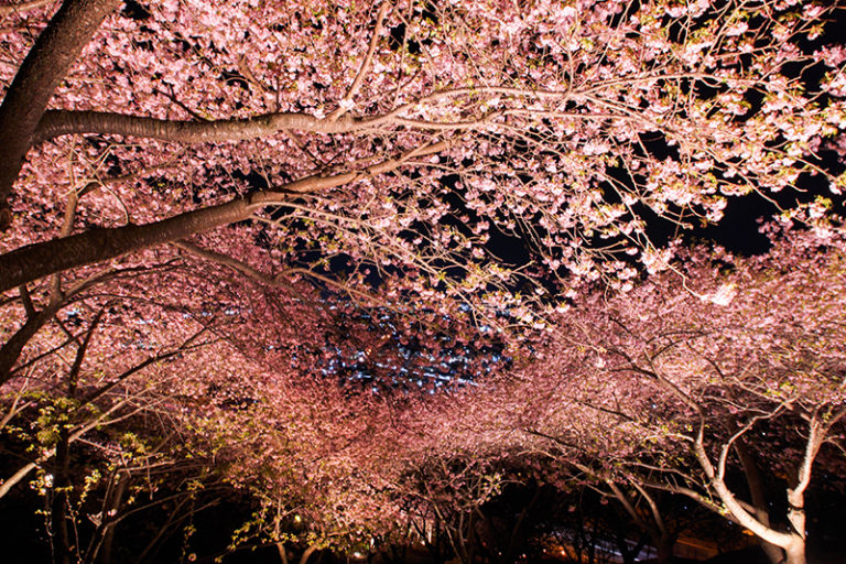 The lighted up Kawazu Sakura and the wonderful night view are must see ...