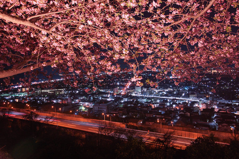 The lighted up Kawazu Sakura and the wonderful night view are must see ...